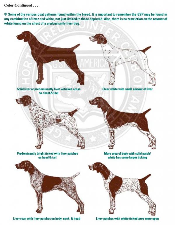 German Shorthaired Pointer: Temperament, Size, Colors