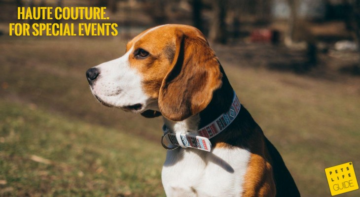 Best Collar for Beagles: Shock, Bark and Traing Collar for Beagle in 2024