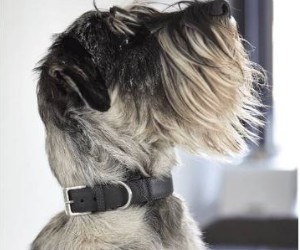 Best Collars and Harnesses For Miniature Schnauzer Tested in 2023