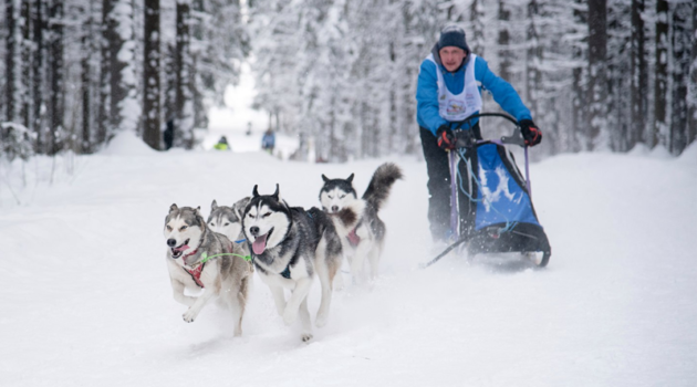 Sled Dog Racing - History of Sports. Types and Equipment