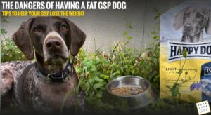 The Dangers of Having a Fat GSP Dog. How to Keep the Dog Fit?