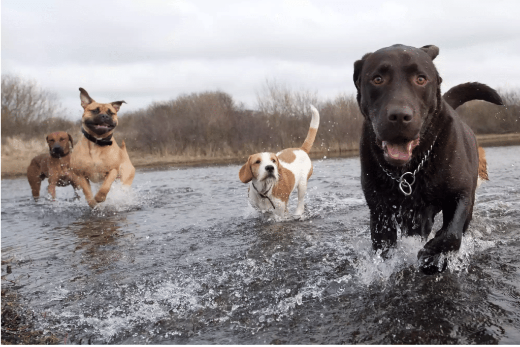 A Surprising Rescue Operation: 38 Dogs Saved - Pets Life Guide